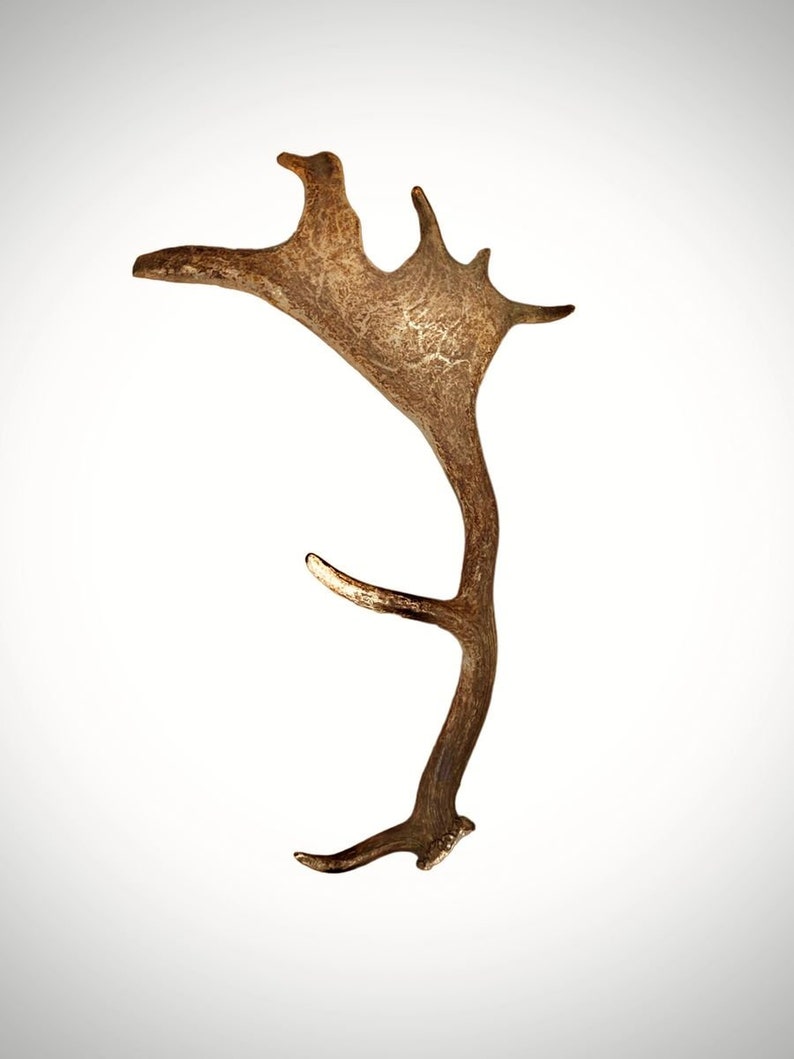 Fallow Deer Antler Sheds With 2-3" Paddle, 16-19" Long - Choose ...