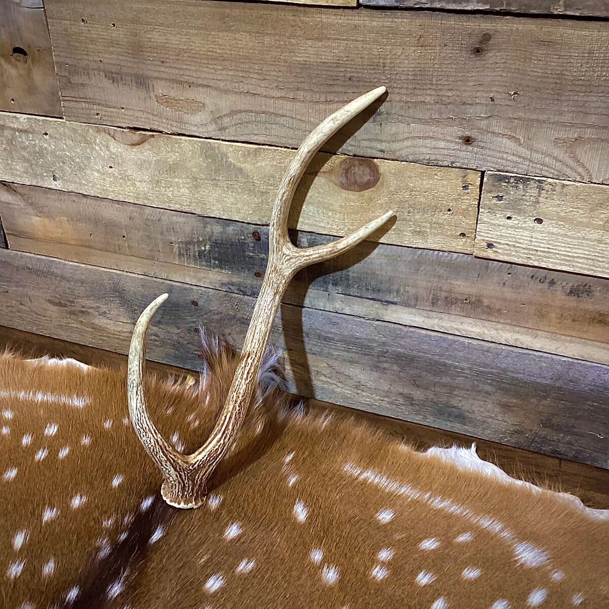 Premium Axis Deer Antler Sheds Medium Size Choose Quantity - Etsy