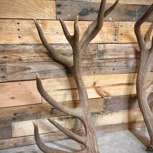 Big 244" Matching Pair of Trophy Red Stag Antler Sheds - Free Ship - Etsy
