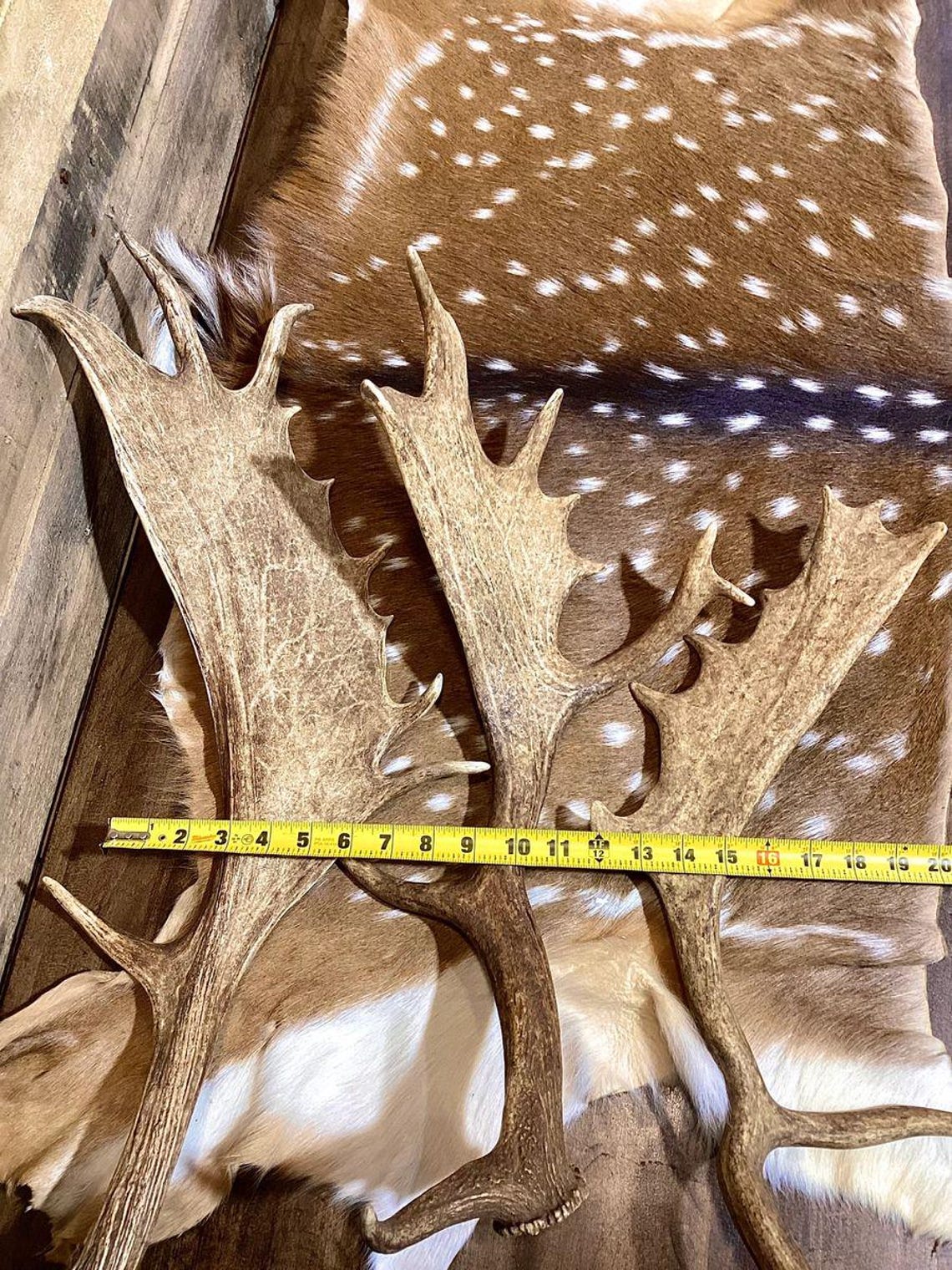 Grade-a Fallow Deer Antler Sheds 5 or 10 Pounds Minor Broken Tines ...
