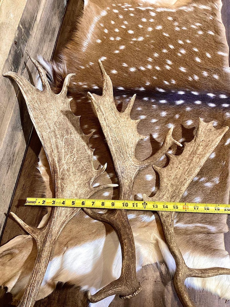 Grade-a Fallow Deer Antler Sheds - 5 or 10 Pounds - Minor Broken Tines ...