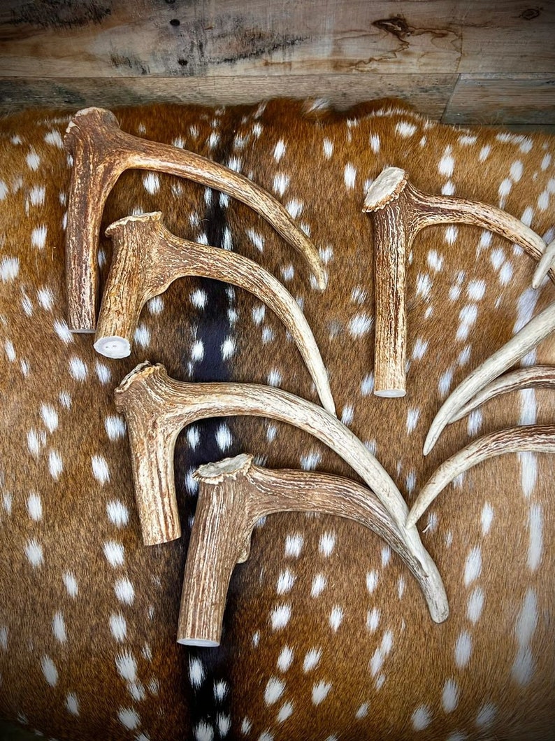 Axis Antler Cane Handle Topper With Burr - Etsy