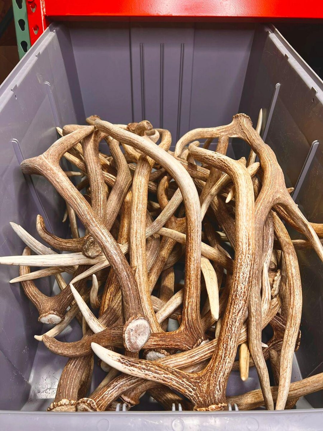 Grade-a Axis Deer Antler Sheds 5 or 10 Pounds Minor Broken Tines Light ...