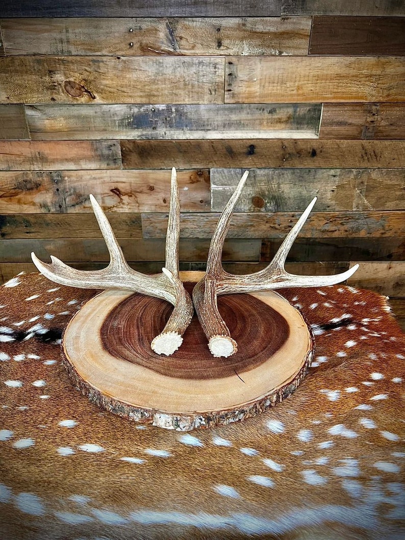 Pair of Non-matching Whitetail Deer Antler Sheds Small, Medium or Large ...
