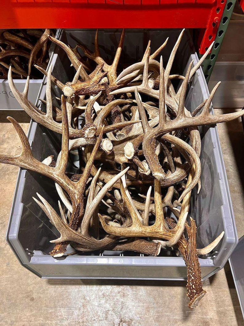 One Premium XXL Trophy 70-80" Whitetail Deer Antler Shed - Big Antlers ...