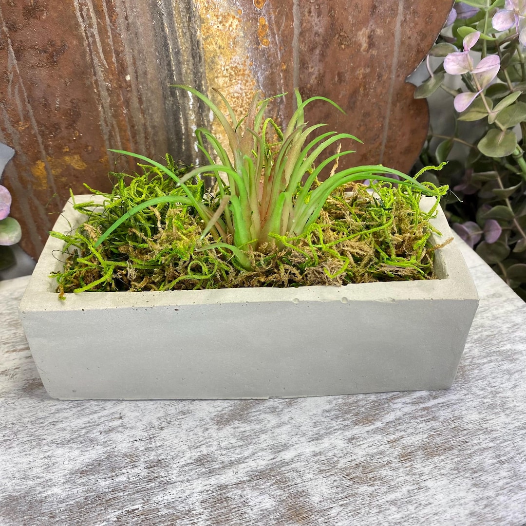 Modern Cement Rectangular Succulent Planter: Windowsill Garden Vessel ...
