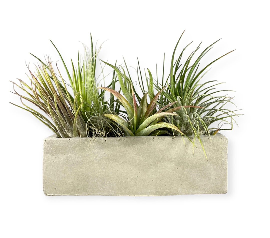 Modern Rectangle Cement Planter Box With Drainage Holes Perfect for ...
