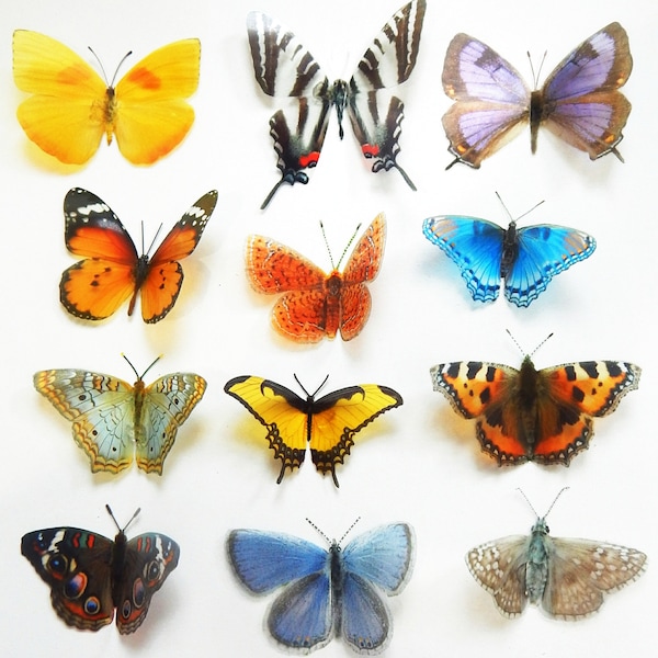 Butterfly Collection - Etsy