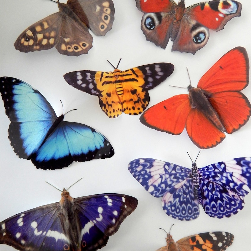 Realistic Butterfly - Etsy