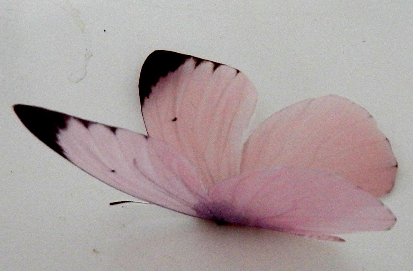 Pink Natural Butterfliesbutterfly 3d Wall Stickers Flower Pot - Etsy