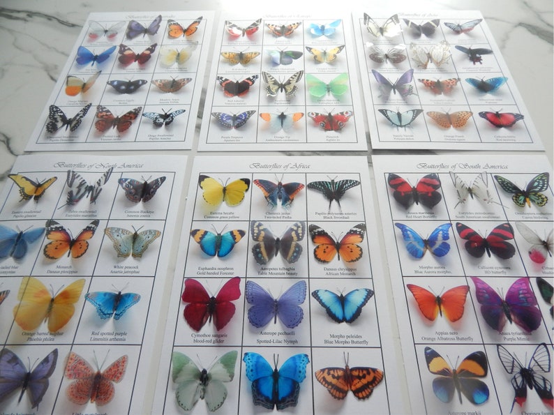 Butterflies of the World 3d Poster. Butterfly Identification Chart ...