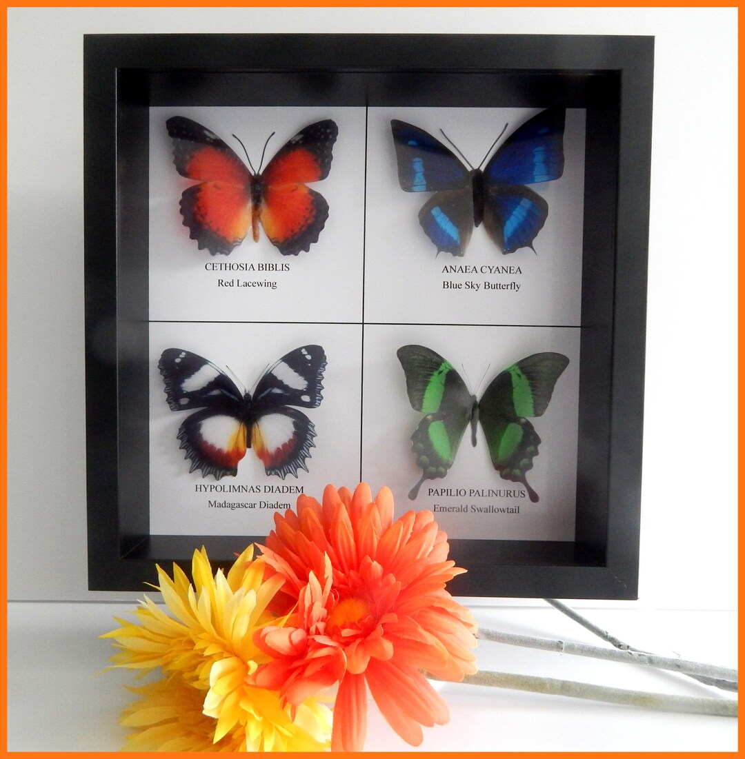 Butterfly Taxidermy, Butterfly in Frame Entomology Gift Chrysope rouge ...