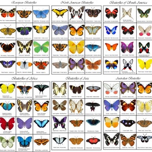Butterflies of the World 3d Poster. Butterfly Identification Chart ...