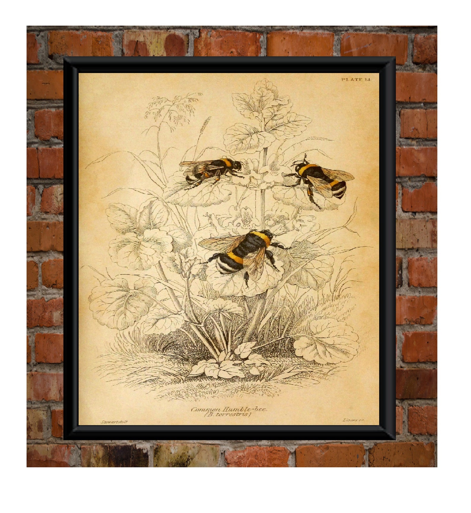 Vintage Bumble Bee Print, Bumble Bee Insect Illustration, Queen Bee ...