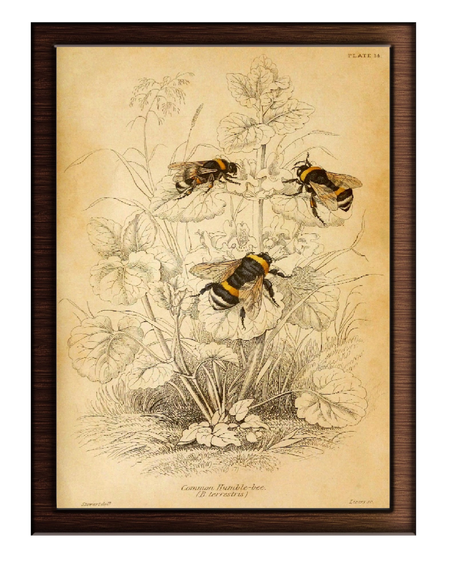 Vintage Bumble Bee Print, Bumble Bee Insect Illustration, Queen Bee ...