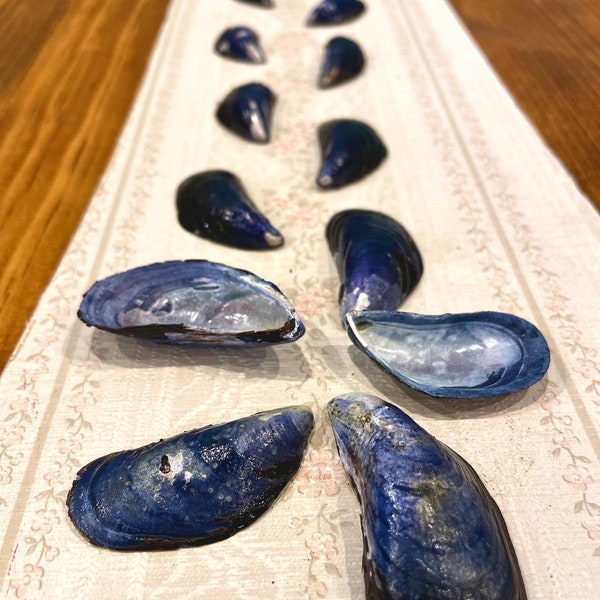 Large Mussel Shells - Etsy