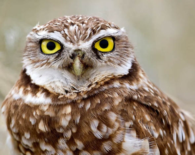 Burrowing Owl Photography Print, Owl Photography, Owl Art, Owl Wall ...