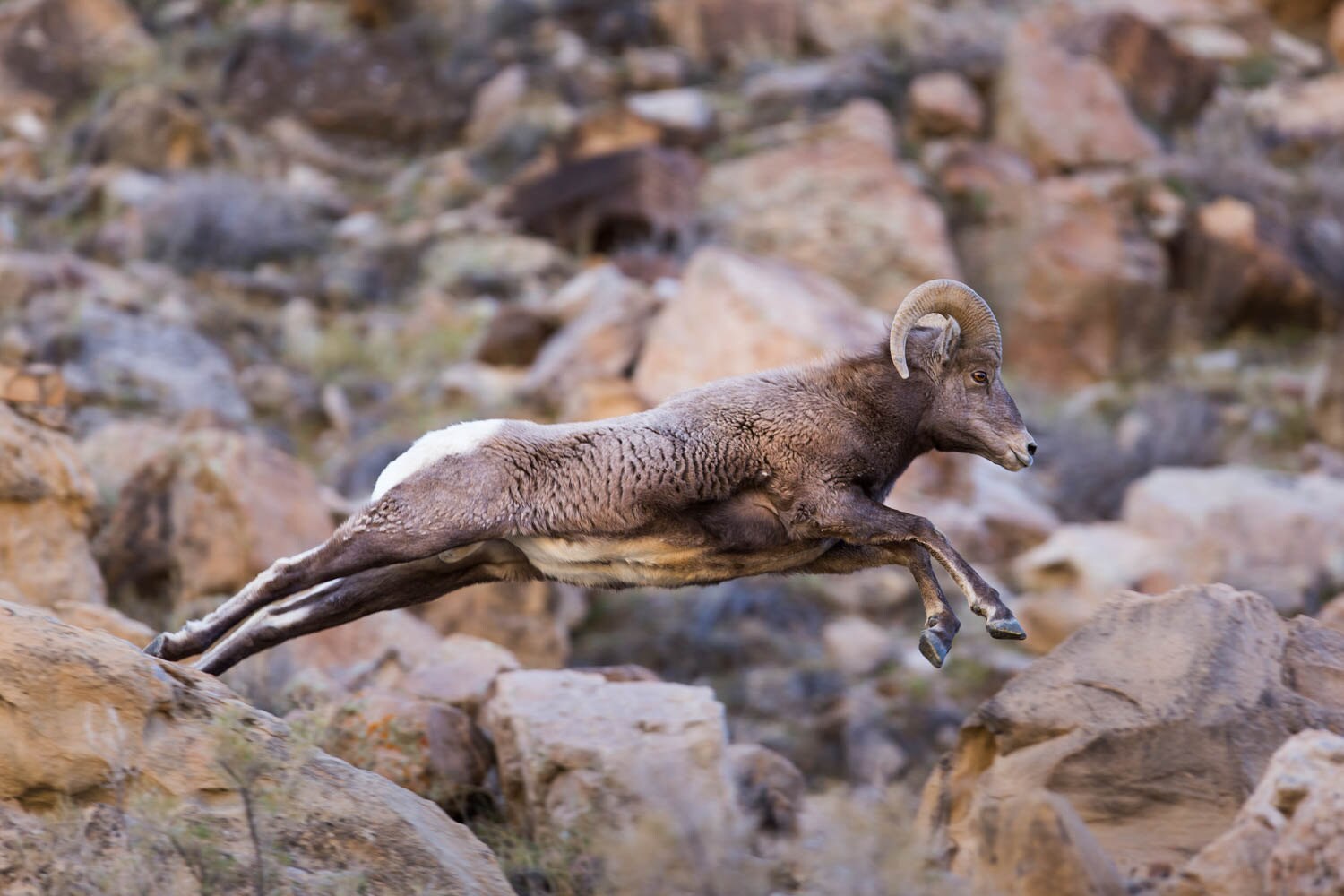 Leaping Ram