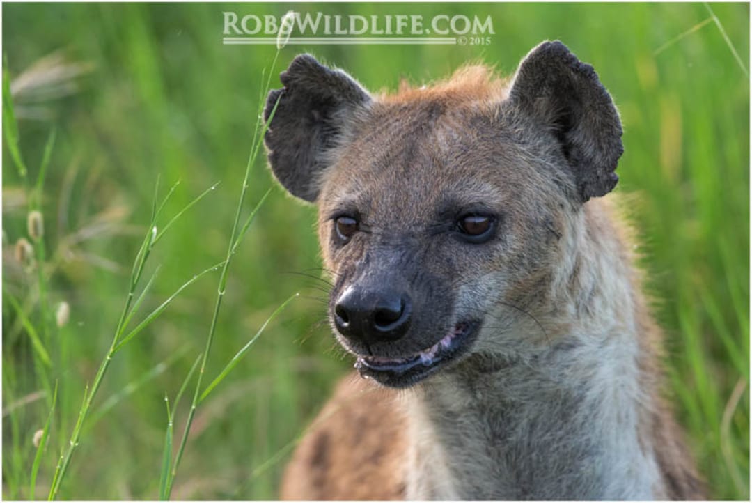 Drooling Hyena Photography Print, Safari Animal Print, African Animals ...