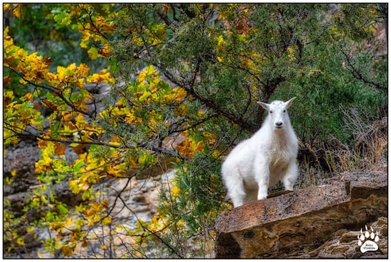 Mountain Goats Falling