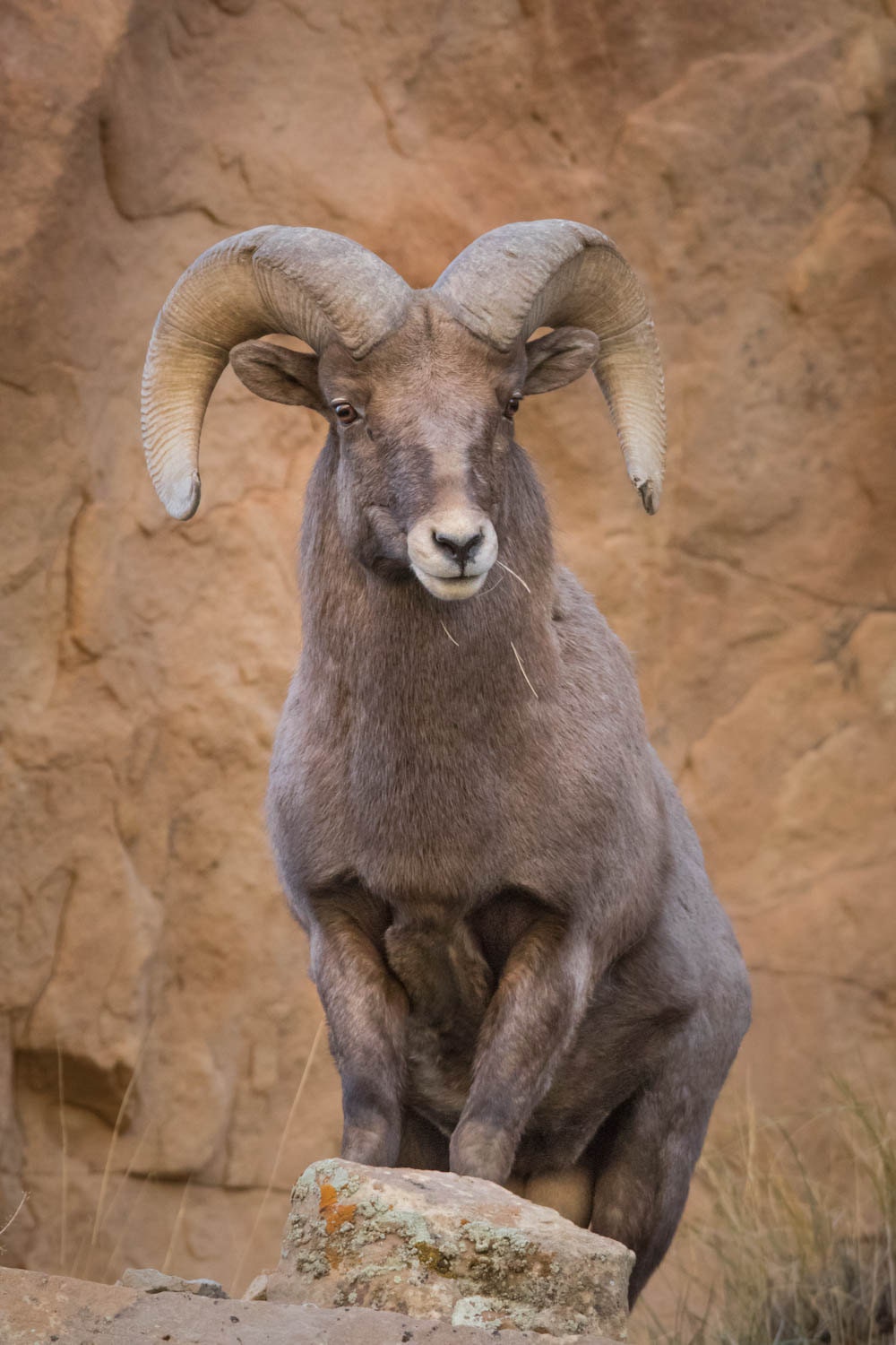 Big Horn Sheep Photography Print, Ram Portrait, Sheep Fine Art, Ram ...