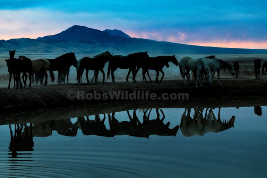 Wild Horse Silhouette, Horse Photography, Rob's Wildlife, Gifts for ...