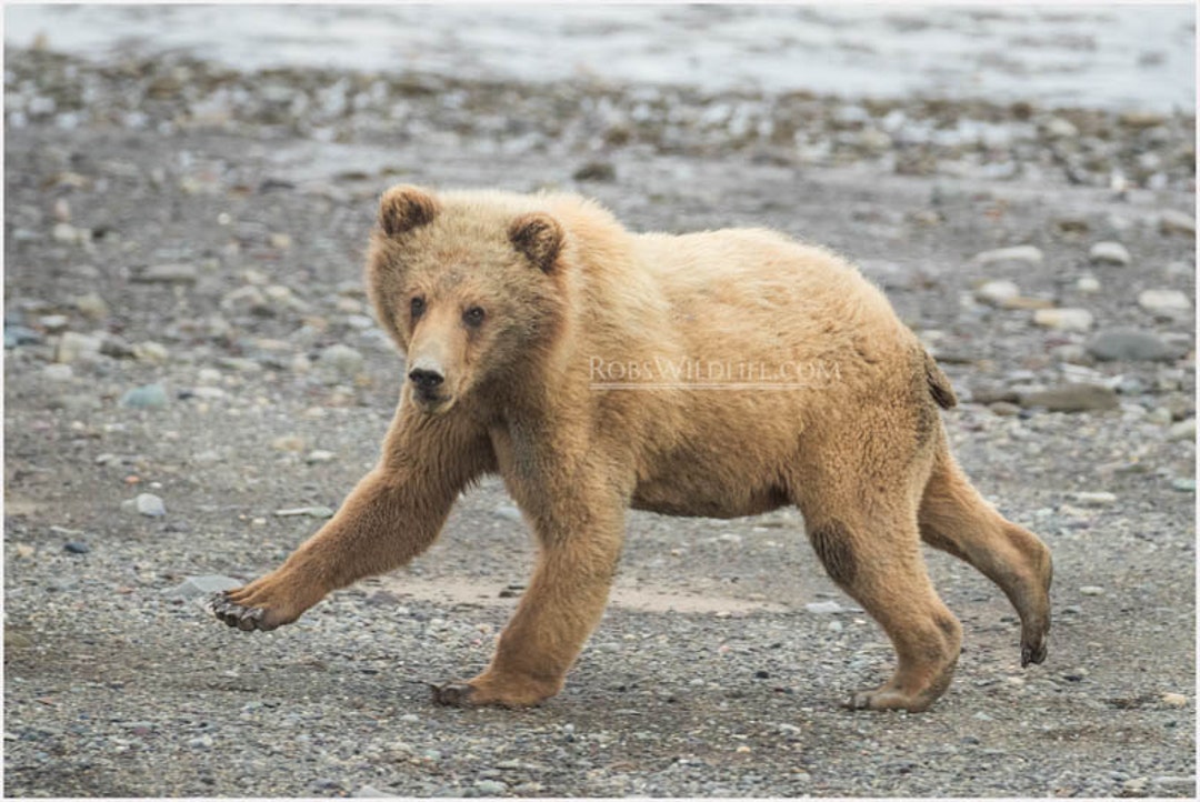 GRIZZLY BEAR CUB, Running Baby Bear, Wildlife Photography, Bear ...