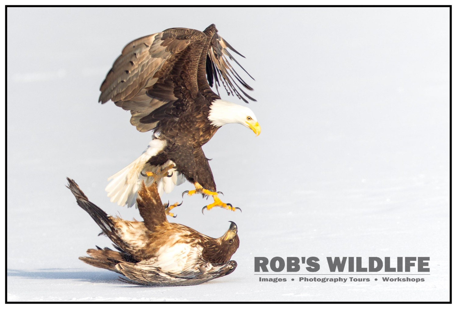 Fighting Eagles Photography Print, Bald Eagle Print, Eagle Art ...