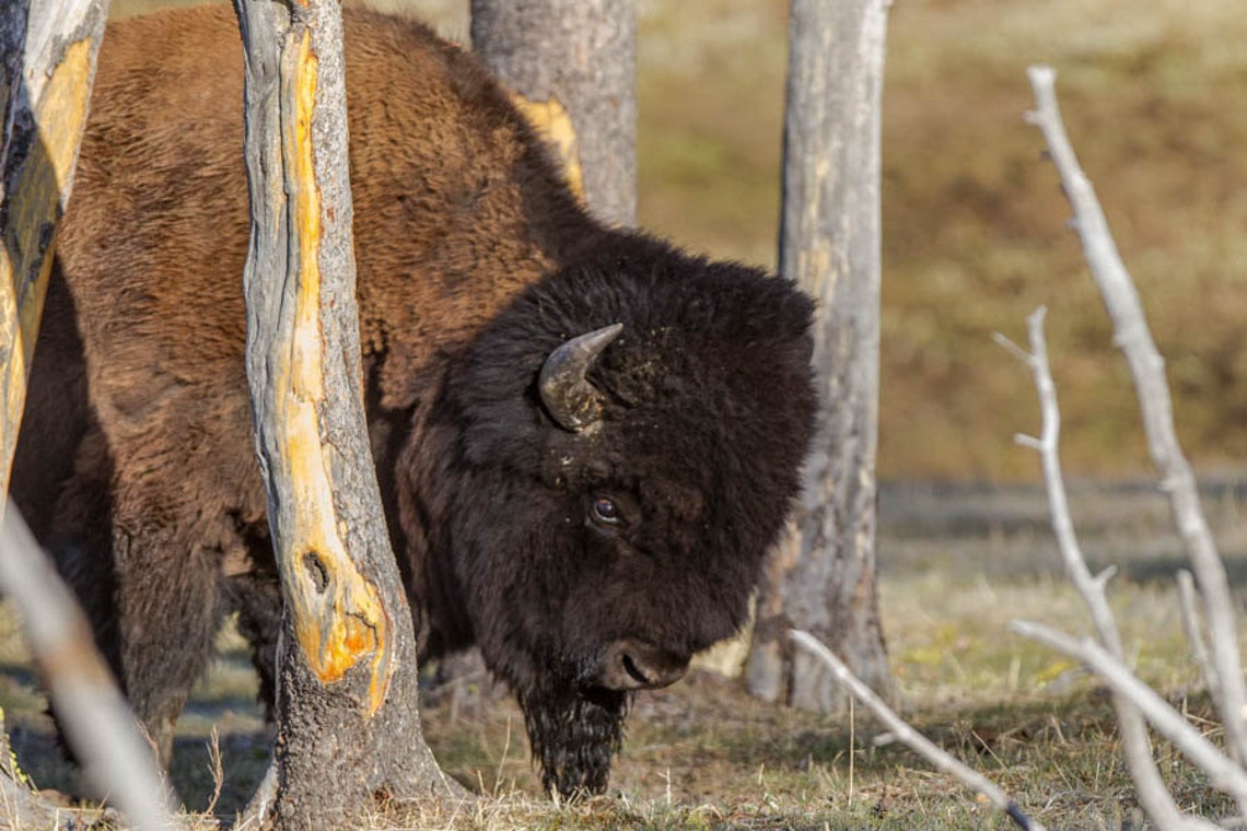 Bowing Bison Wildlife Photography Fine Art Wall Decor - Etsy