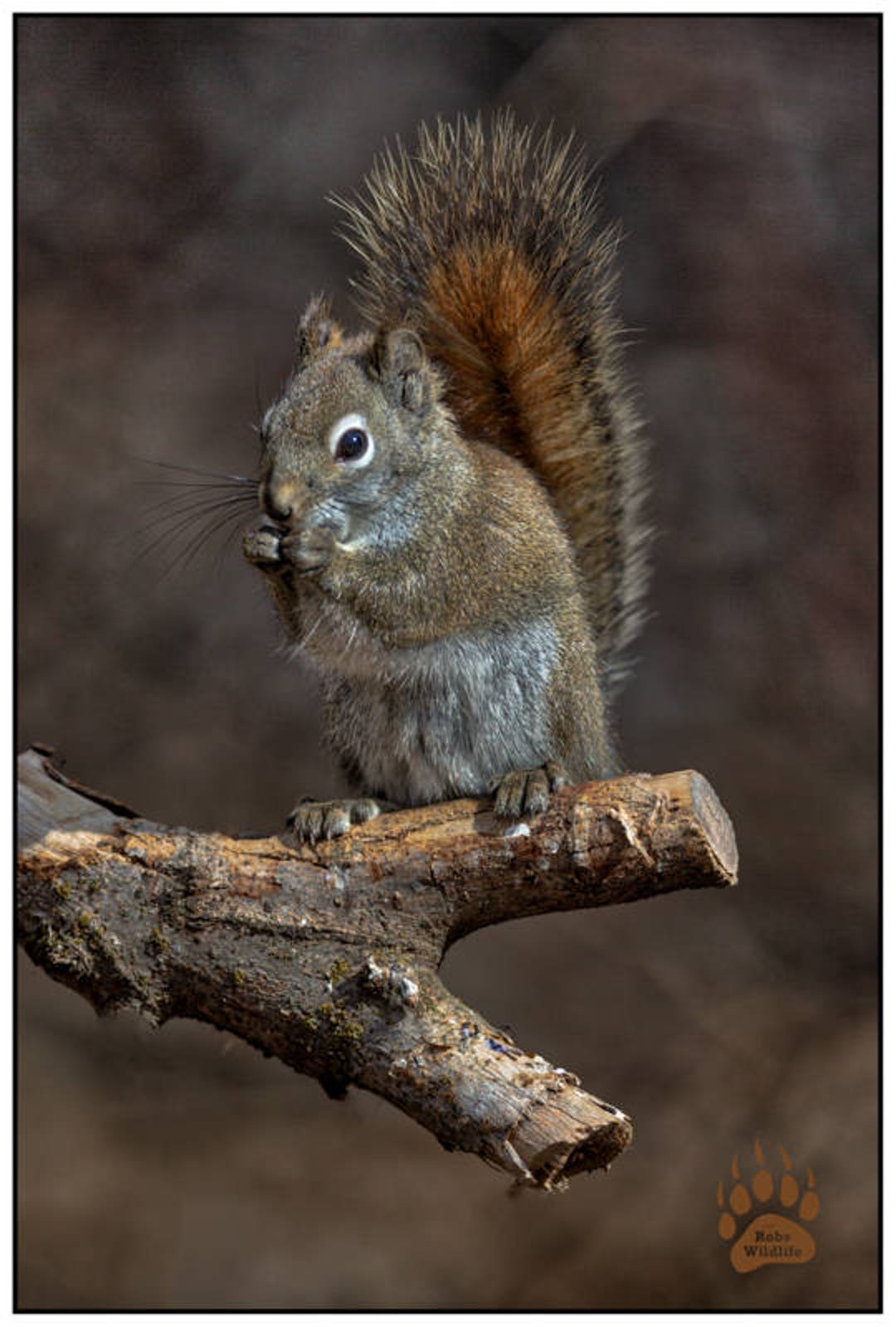 Woodland Animals Art, Wildlife Photography, Little Critters, Robs ...