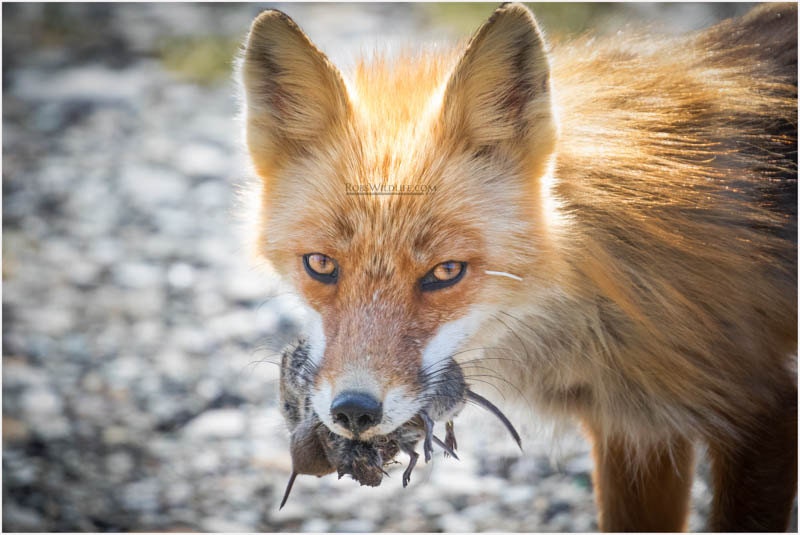Red Fox Fuchs Essen Wühlmaus, Fuchs-Fotografie-Druck, Naturbilder, Fox ...