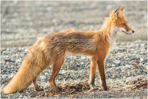 Red Fox Profile