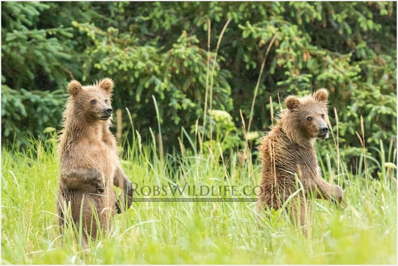 GRIZZLY BEAR CUBS, Standing Baby Bears, Alaska Brown Bear, Wildlife ...