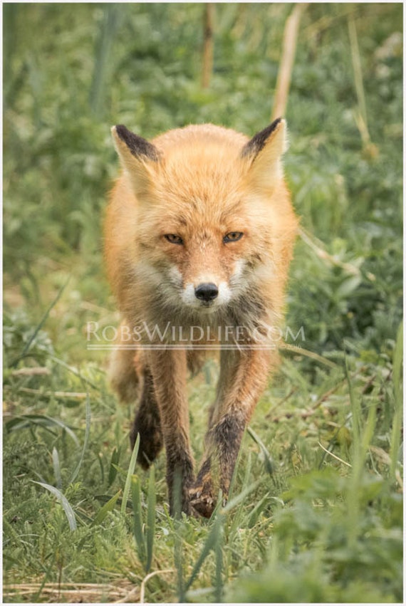 National Geographic Red Fox