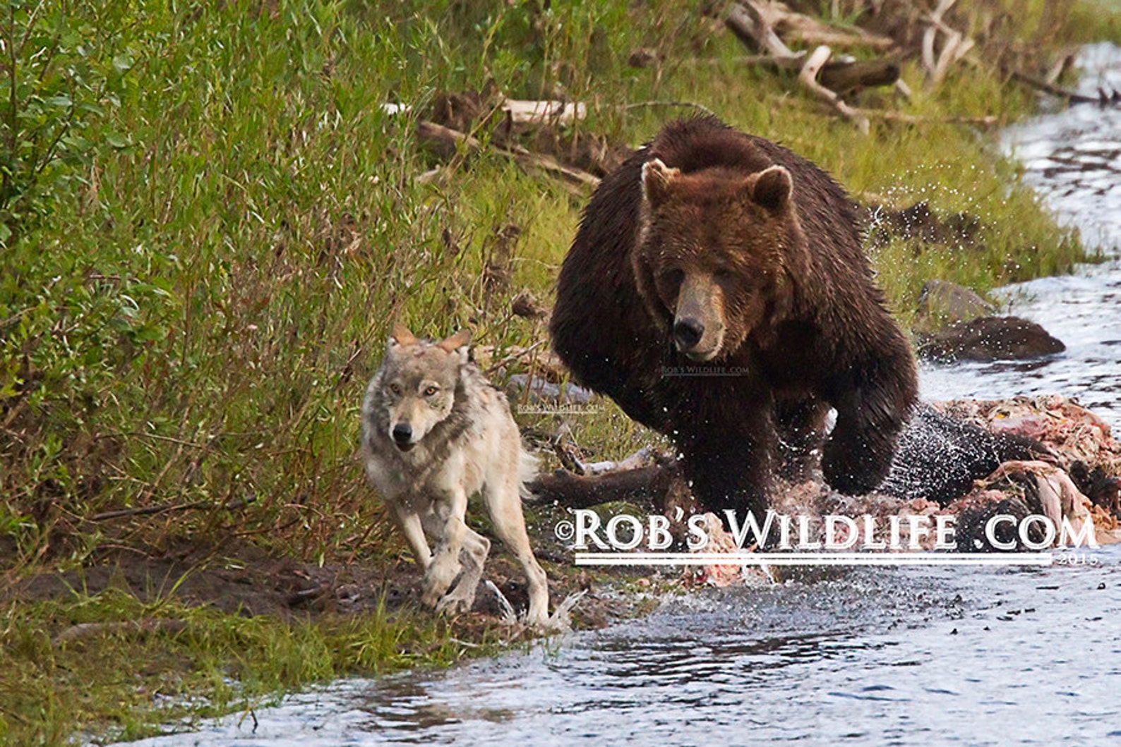 Grizzly Bear Chasing Gray Wolf, Bear Photography, Wolf Photography ...