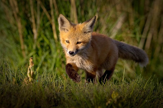 Baby Red Fox Running