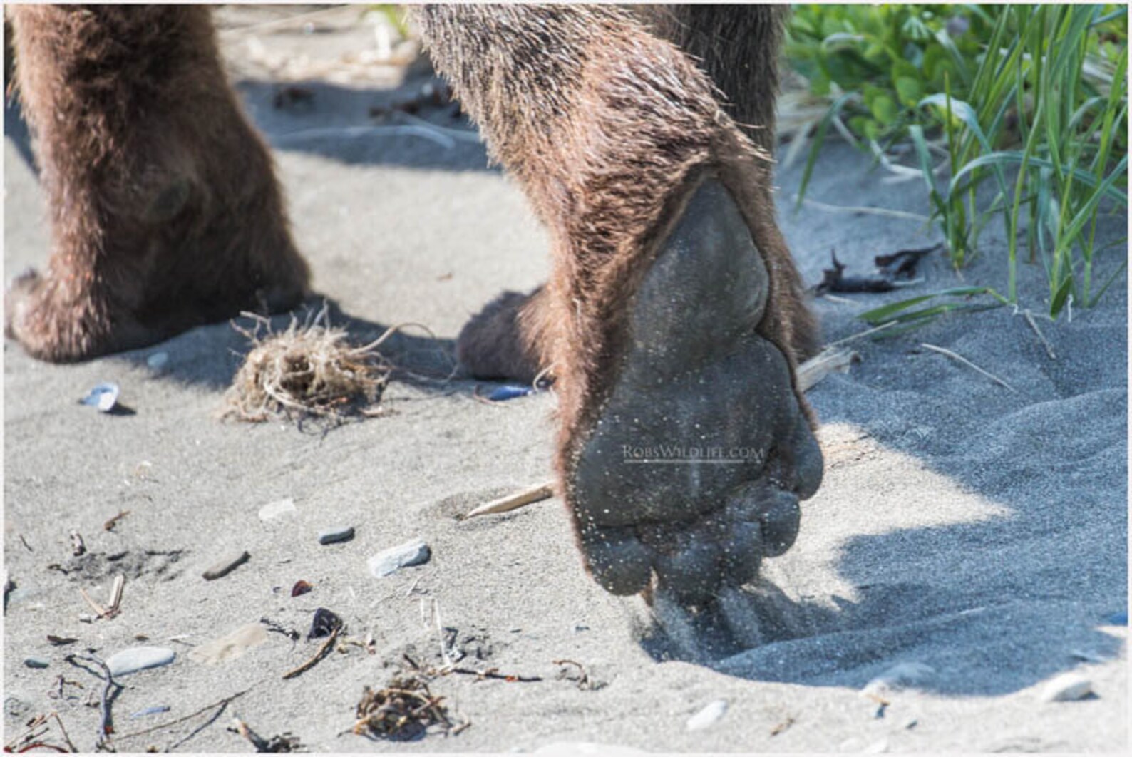Alaska Bear Paw in the Sand, Wildlife Photography, Fine Art, Wall Decor ...