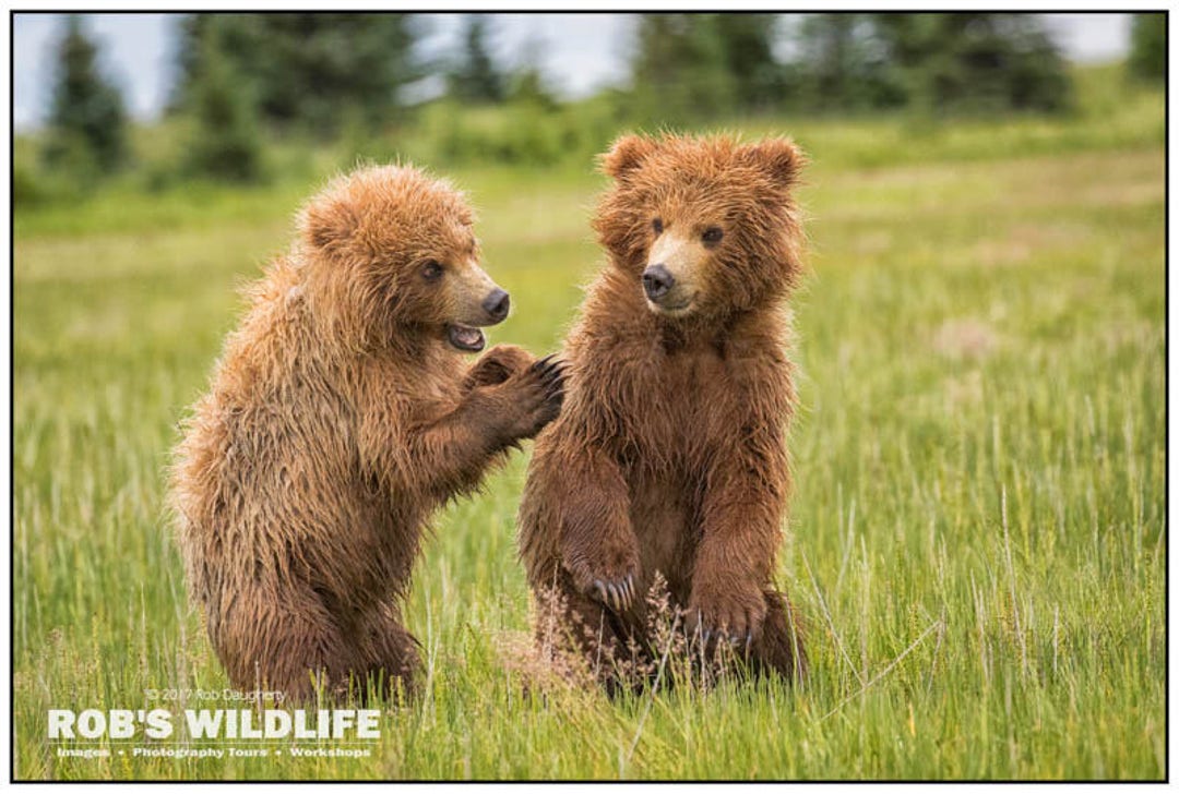 Grizzly Bear Cubs Playing