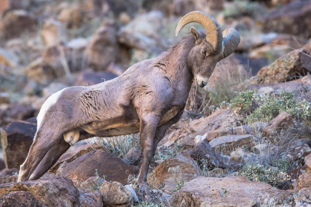 Strong Mountain Ram Animal