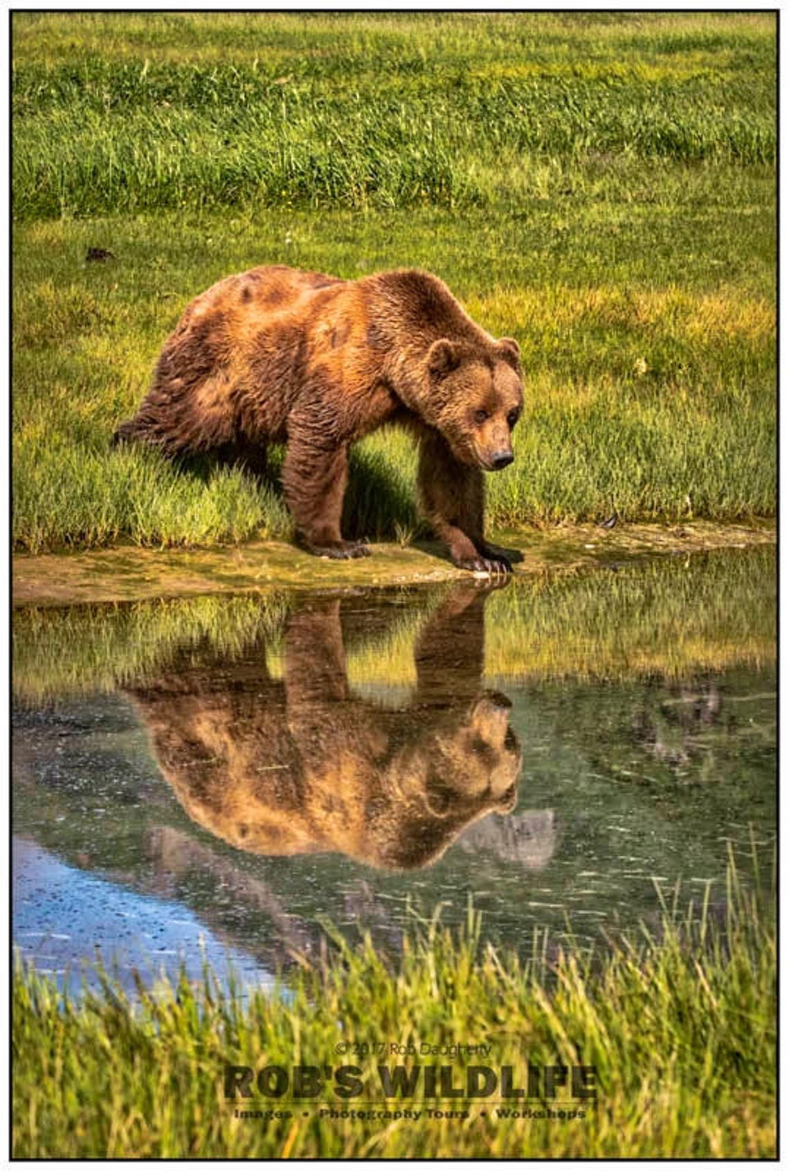 Coastal Brown Bear Reflection Grizzly Bear Photography Print - Etsy