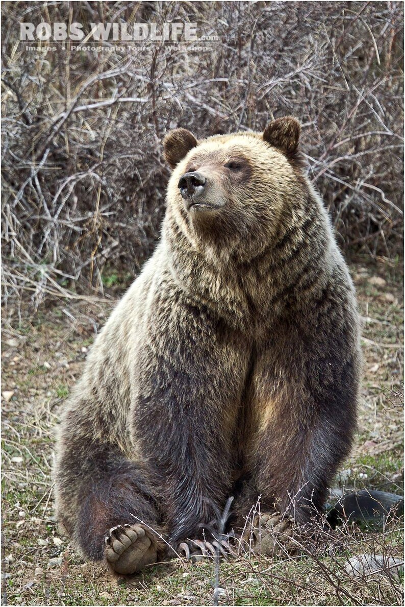 Oso marrón grizzly, impresión de fotografía del oso, arte filodel del ...