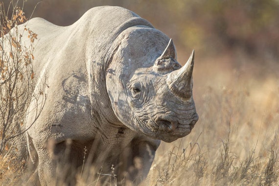 Animals Without Ears