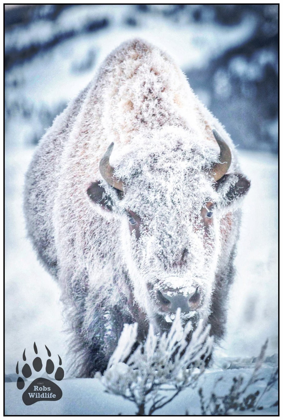 Frost Covered American Bison, Bison Photography Print, Bison in the ...