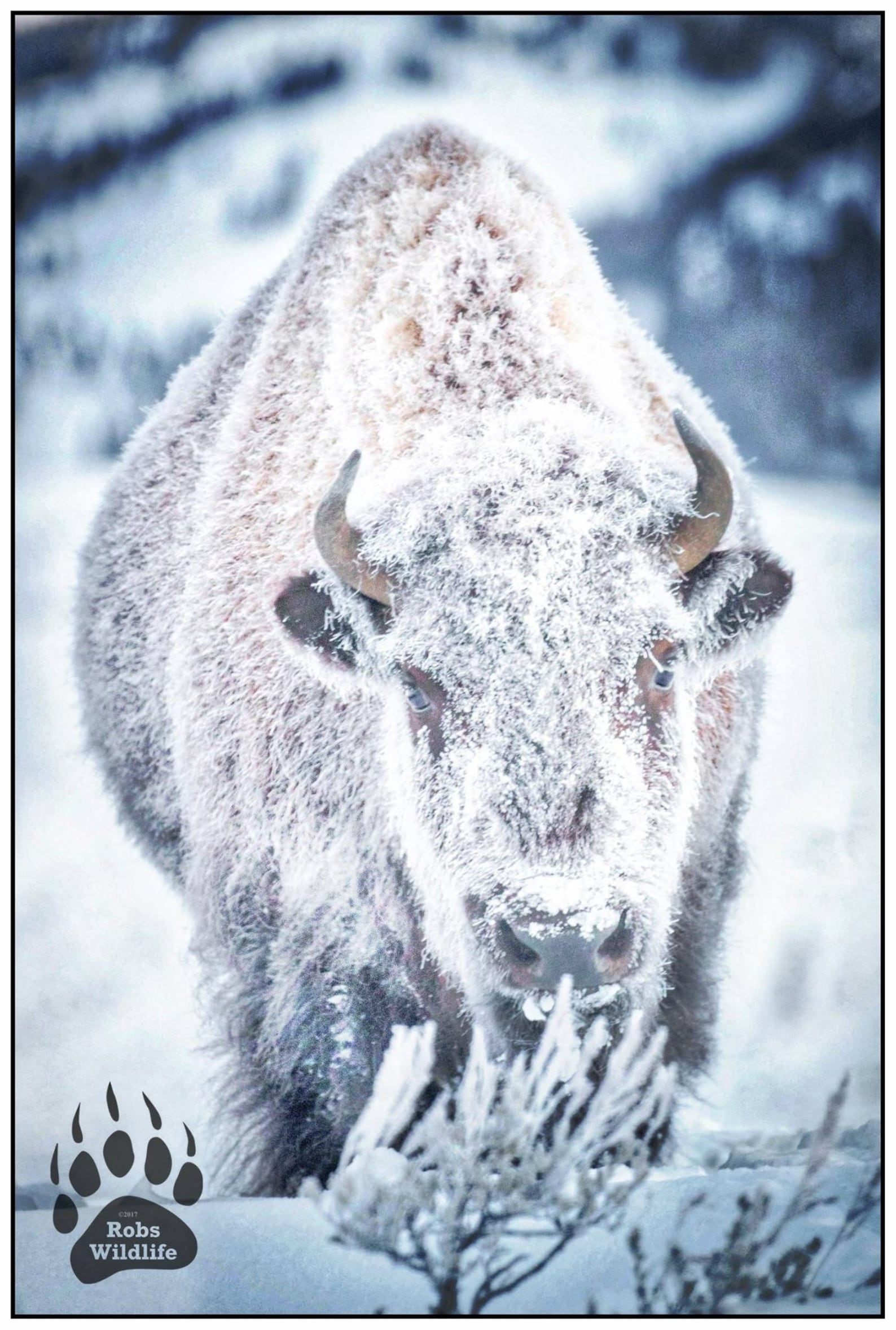Frost Covered American Bison, Bison Photography Print, Bison in the ...
