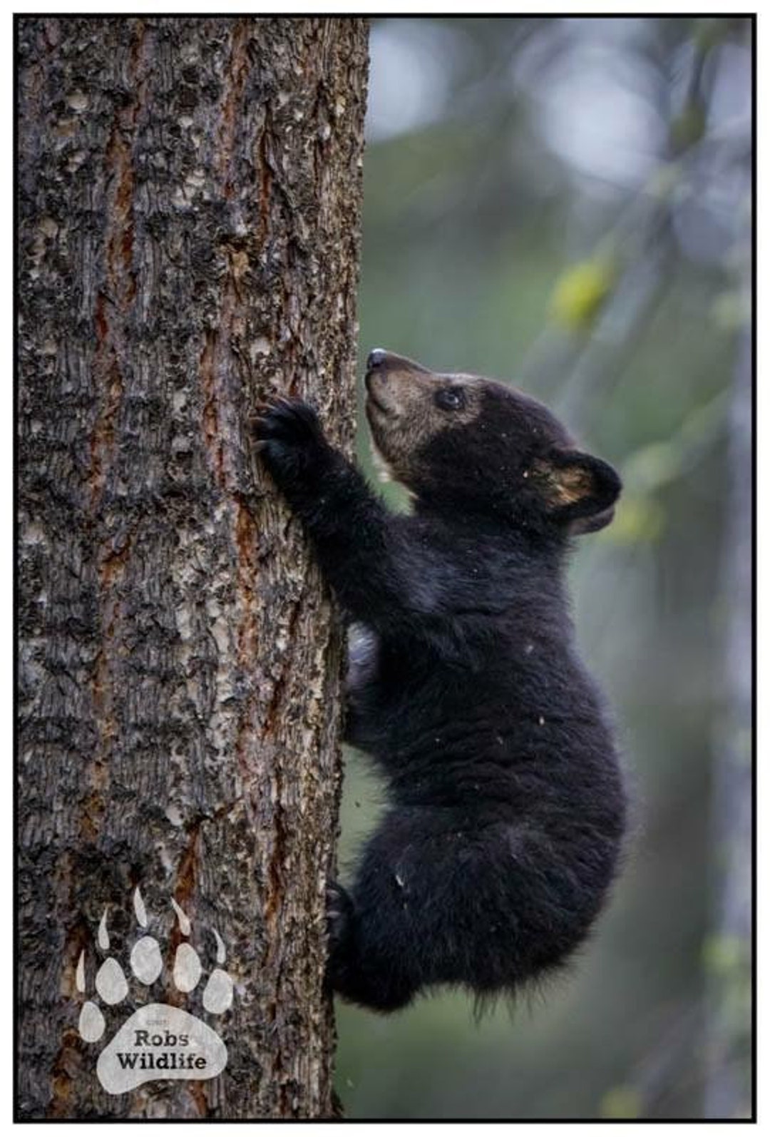 Baby Bear In Tree