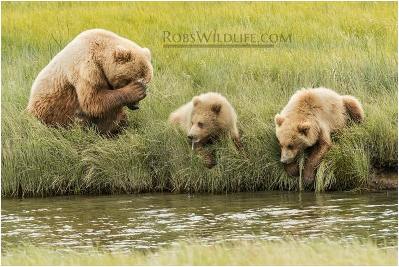 Embarrassed Mom Bear With Cubs, Wildlife Photography, Fine Art, Nature ...