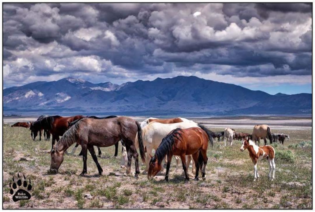 Wild Horses Photography Print Wild Horse Photography Robs - Etsy