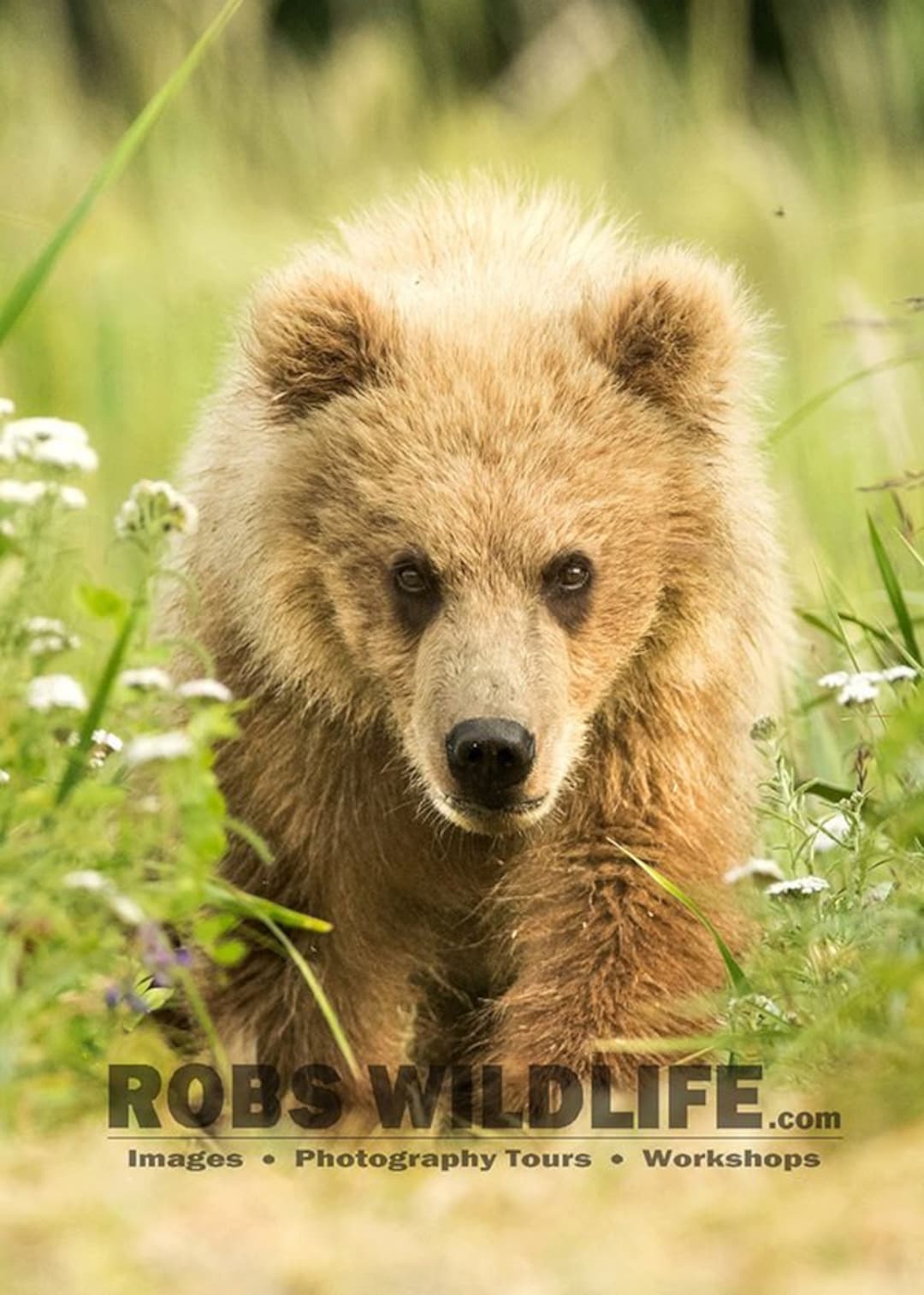 CUTE Baby Bear Cub Wildlife Photography Fine Art Nature - Etsy
