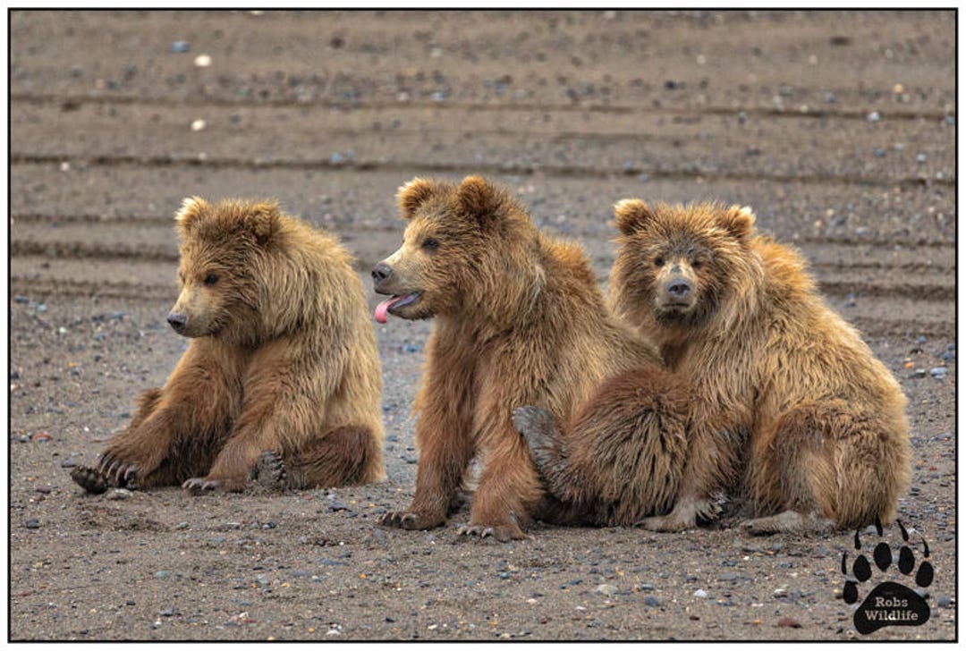 BABY BEAR CUB Triplets on the Beach, Triplet Babies, Bear Picture, Bear ...