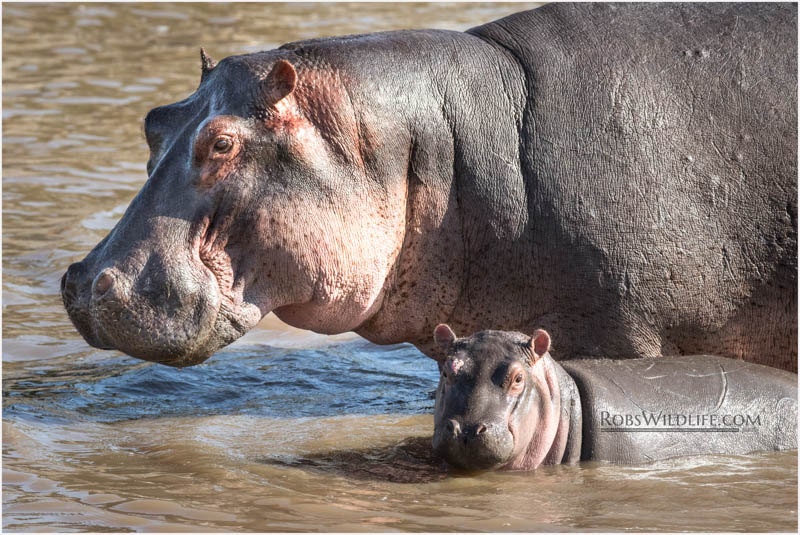 MOM and BABY HIPPO Photography Print, Safari Nursery Art, Wildlife ...